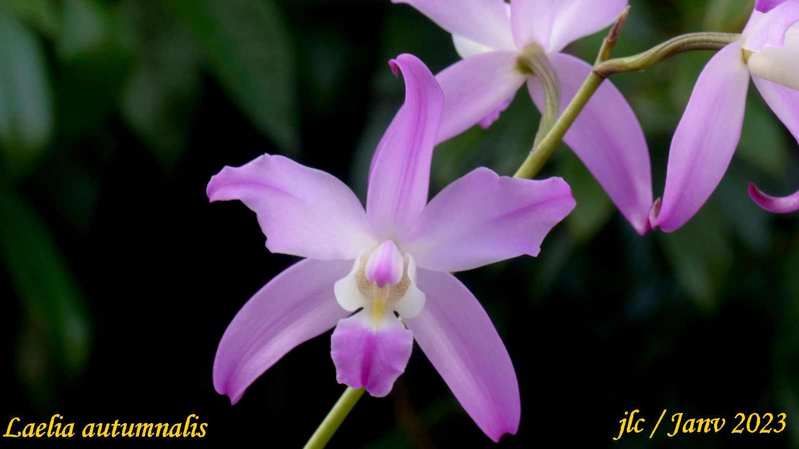 LAELIA AUTUMNALIS – Orchidées 59