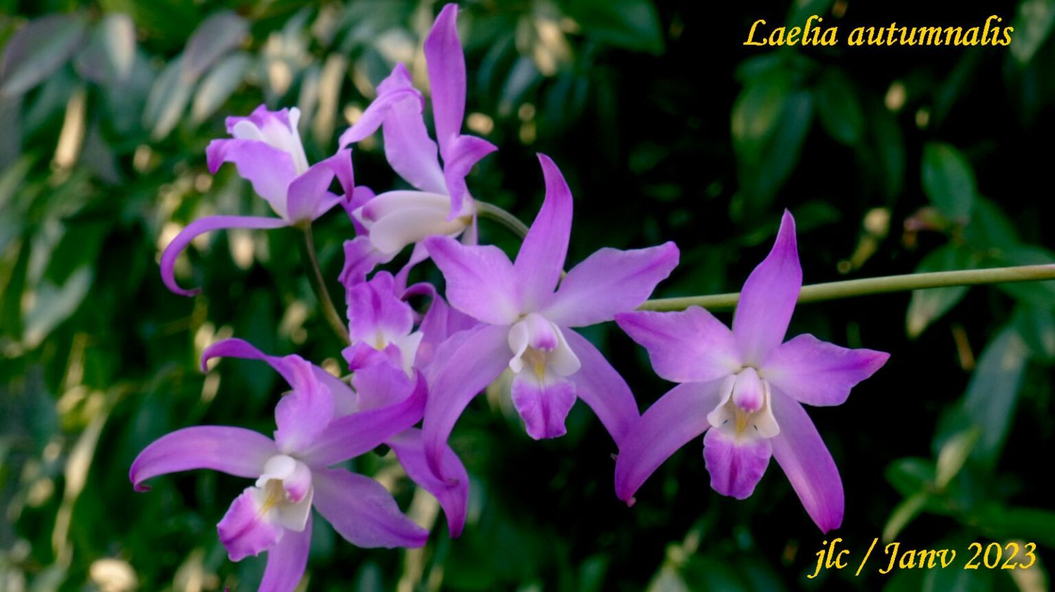 LAELIA AUTUMNALIS – Orchidées 59